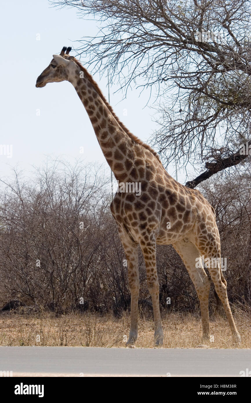 giraffe in the african bush Stock Photo - Alamy