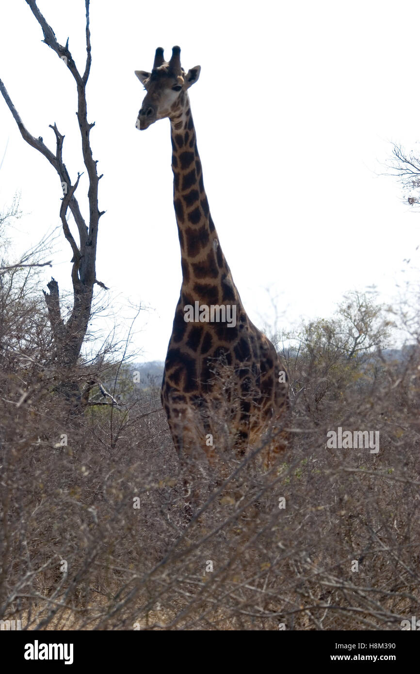giraffe in the african bush Stock Photo - Alamy