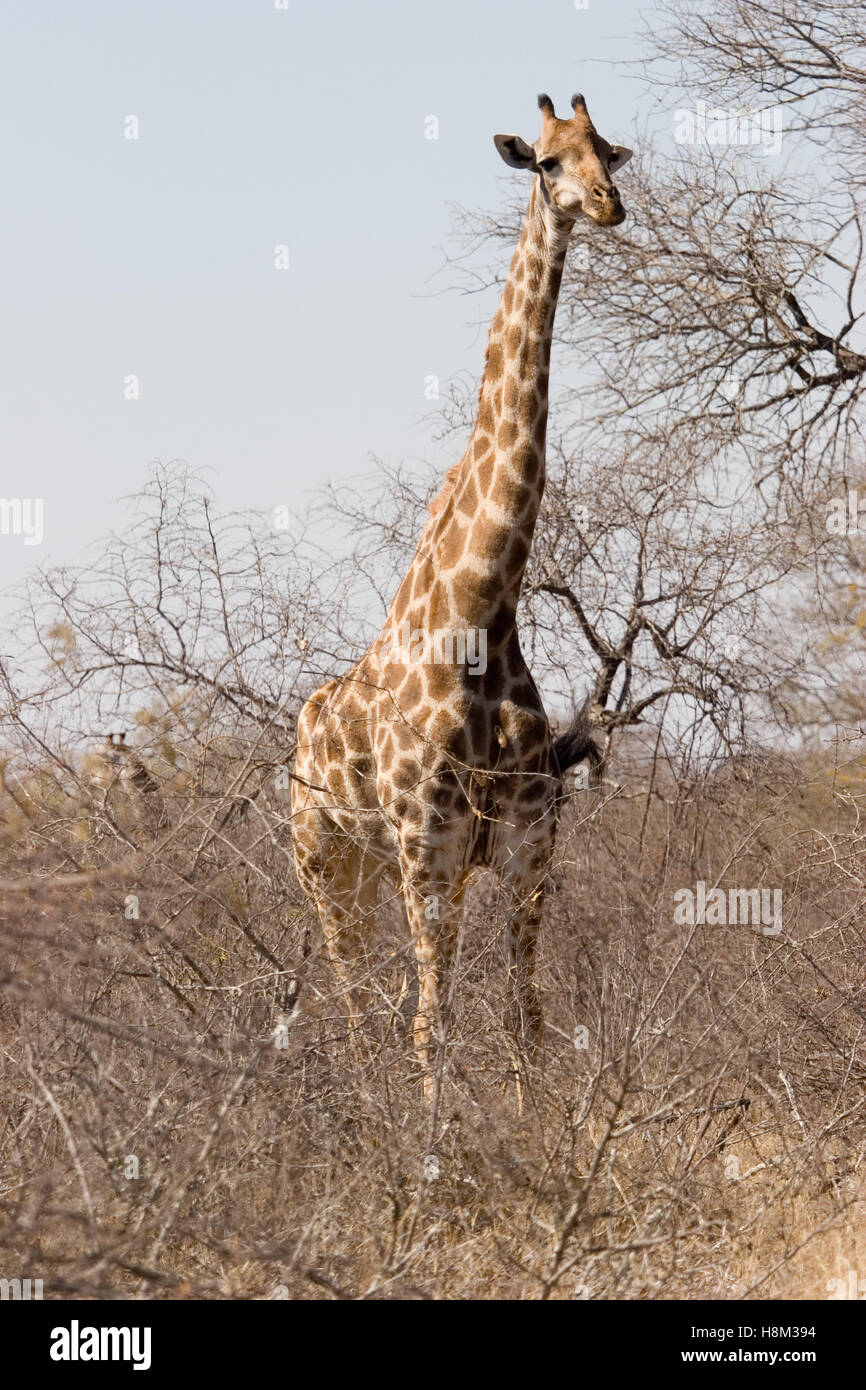giraffe in the african bush Stock Photo - Alamy