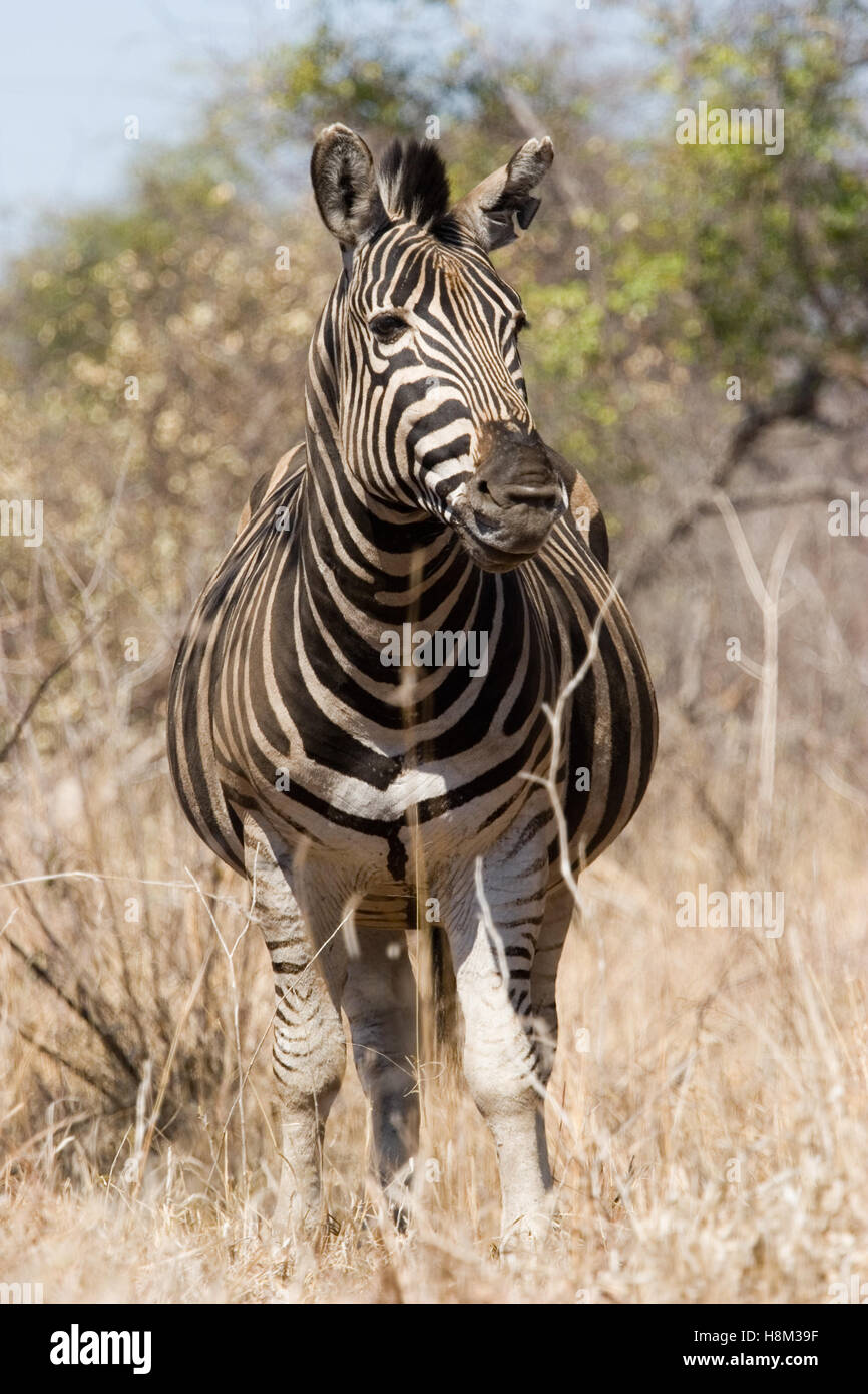 zebras in the african bush Stock Photo - Alamy