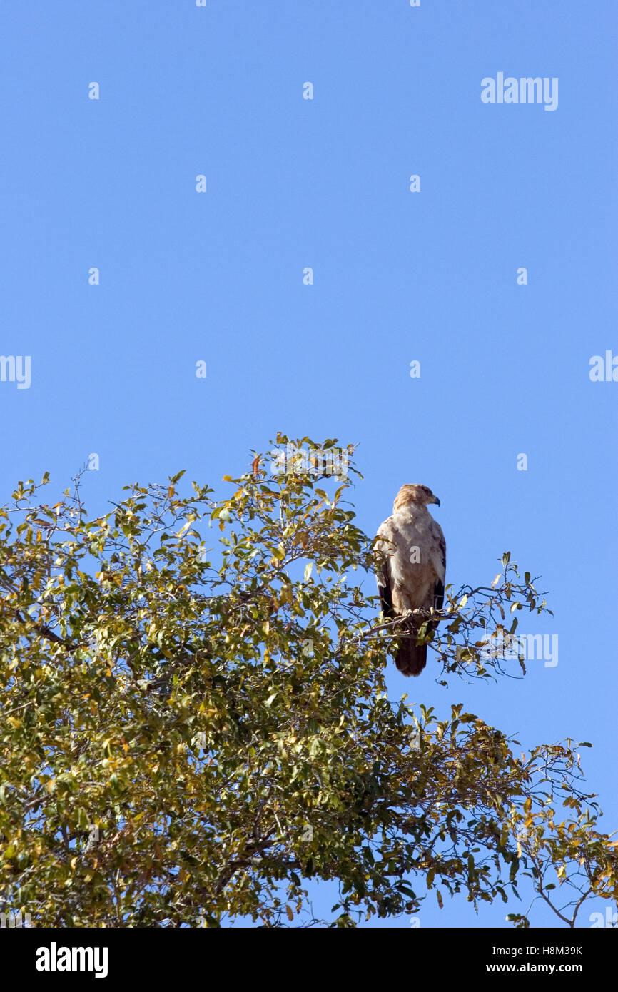 birds in the african bush Stock Photo - Alamy