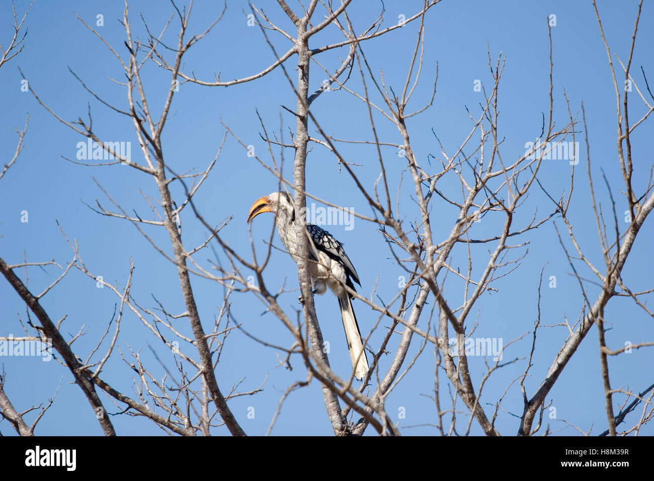 birds in the african bush Stock Photo - Alamy