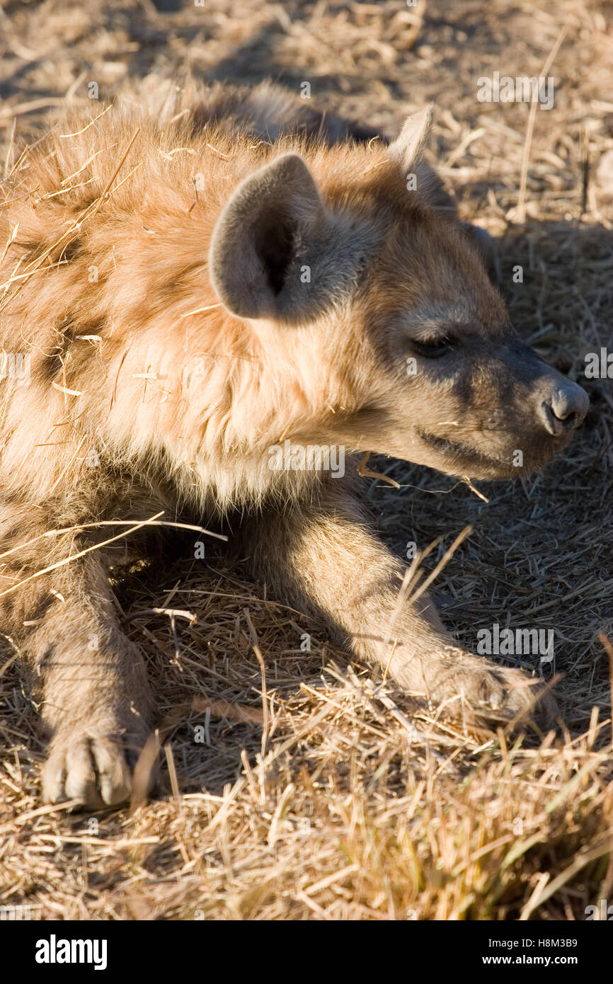 hyeanas in a private reserve of kruger park in south africa Stock Photo ...