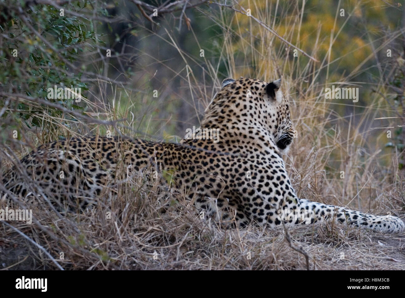 leopard in the kruger national park in south africa Stock Photo - Alamy
