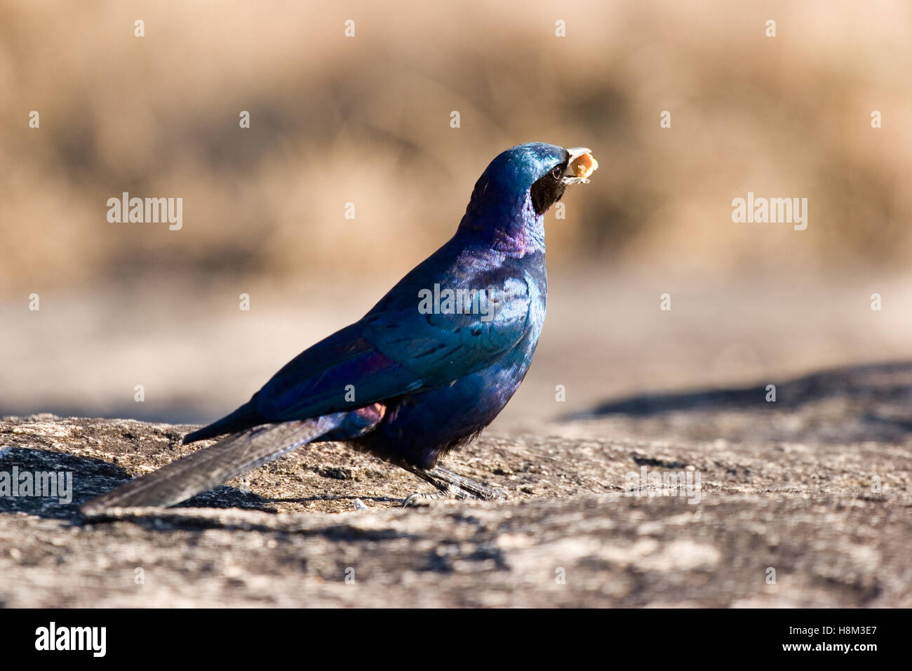 birds in the african bush Stock Photo - Alamy