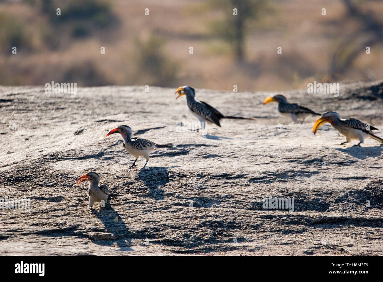 birds in the african bush Stock Photo - Alamy
