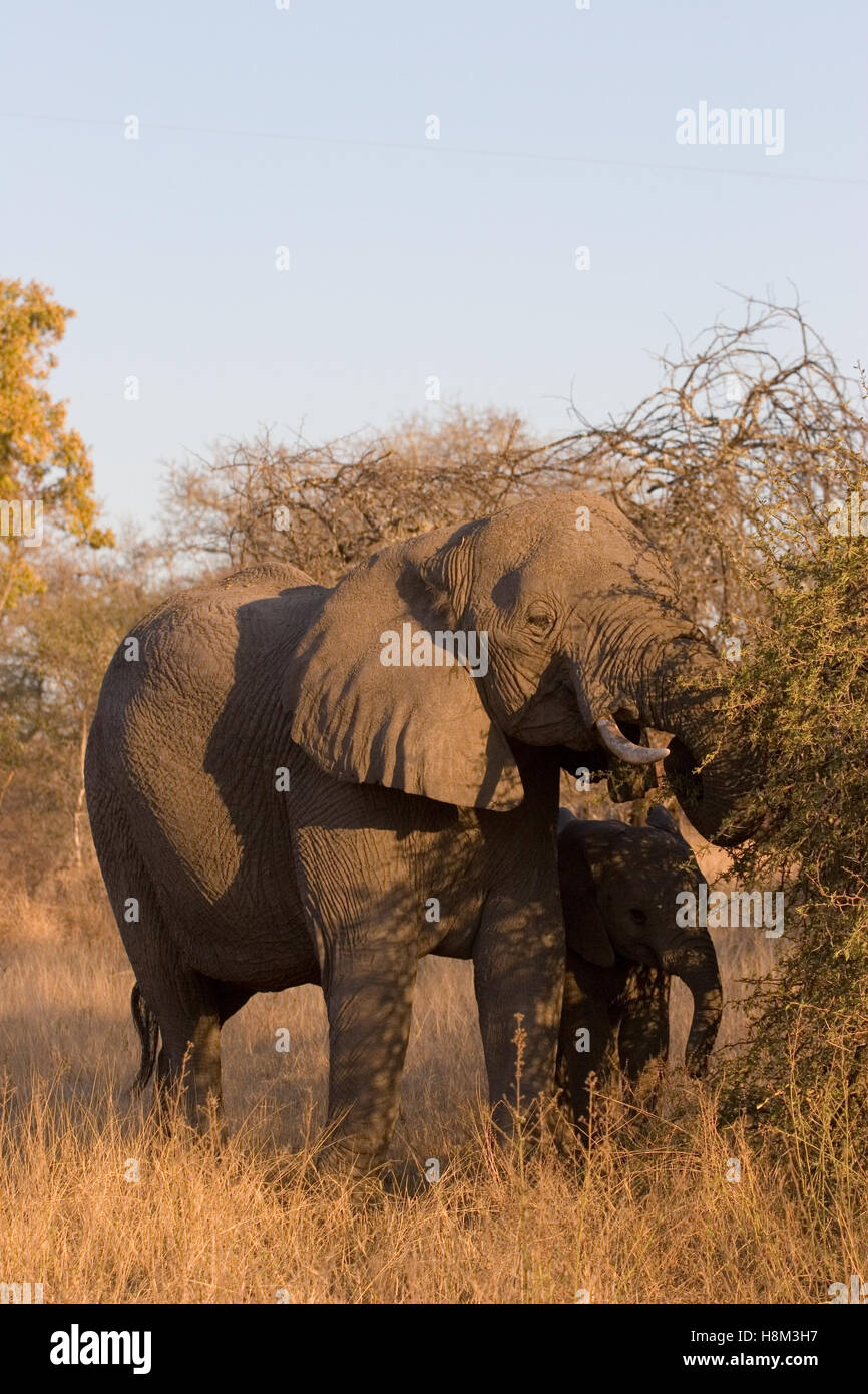 elephant in kruger national park in south africa Stock Photo - Alamy