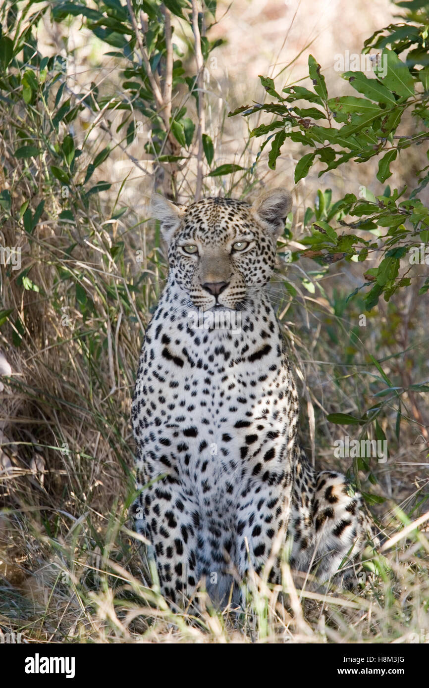 leopard in the kruger national park in south africa Stock Photo - Alamy