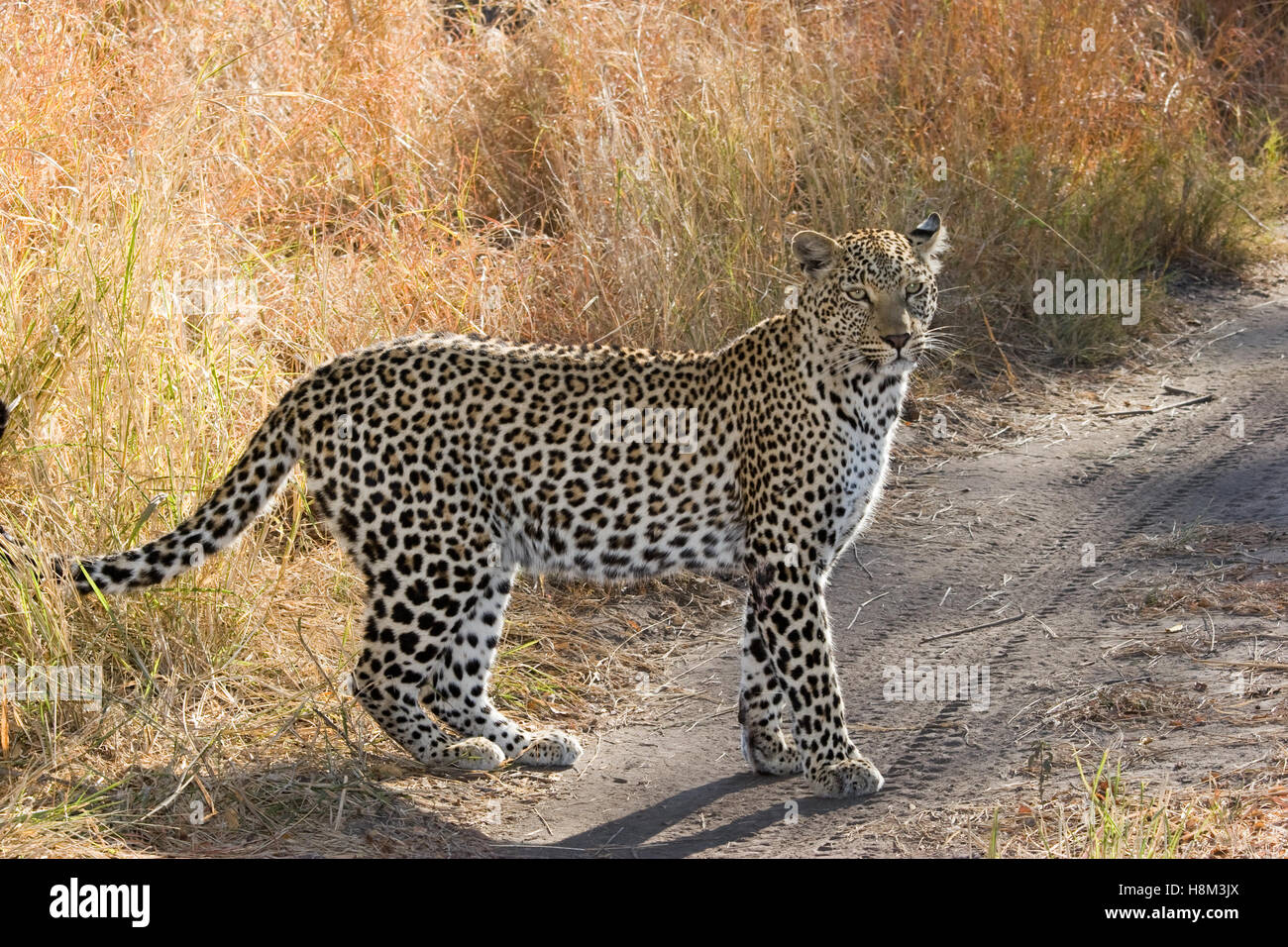 leopard in the kruger national park in south africa Stock Photo - Alamy