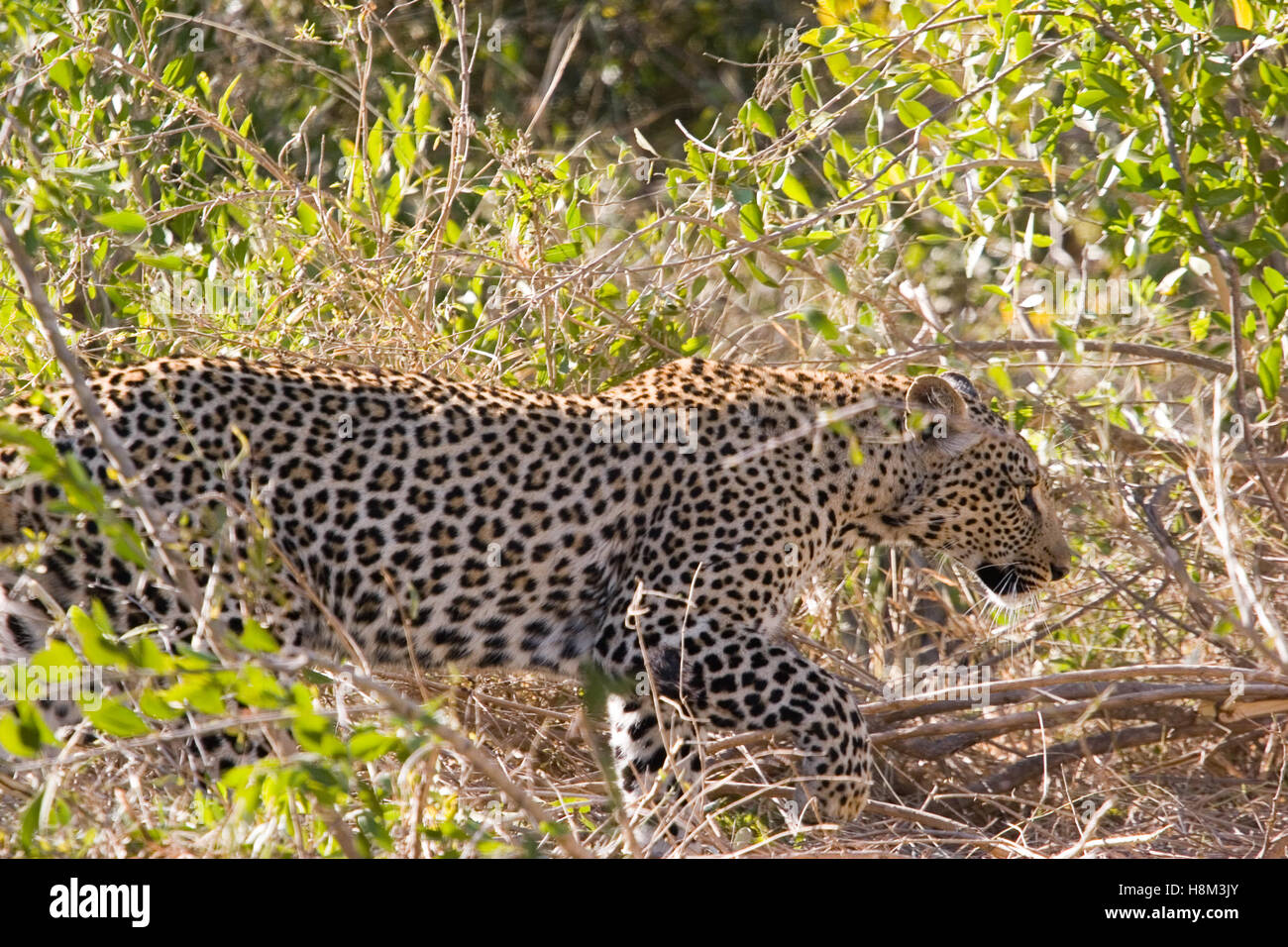leopard in the kruger national park in south africa Stock Photo - Alamy