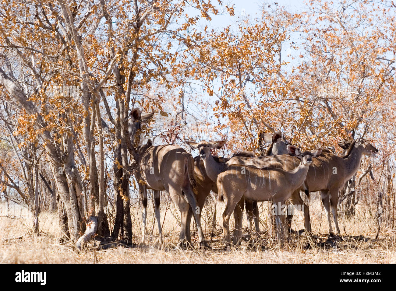 kudu in the kruger national park in south africa Stock Photo - Alamy