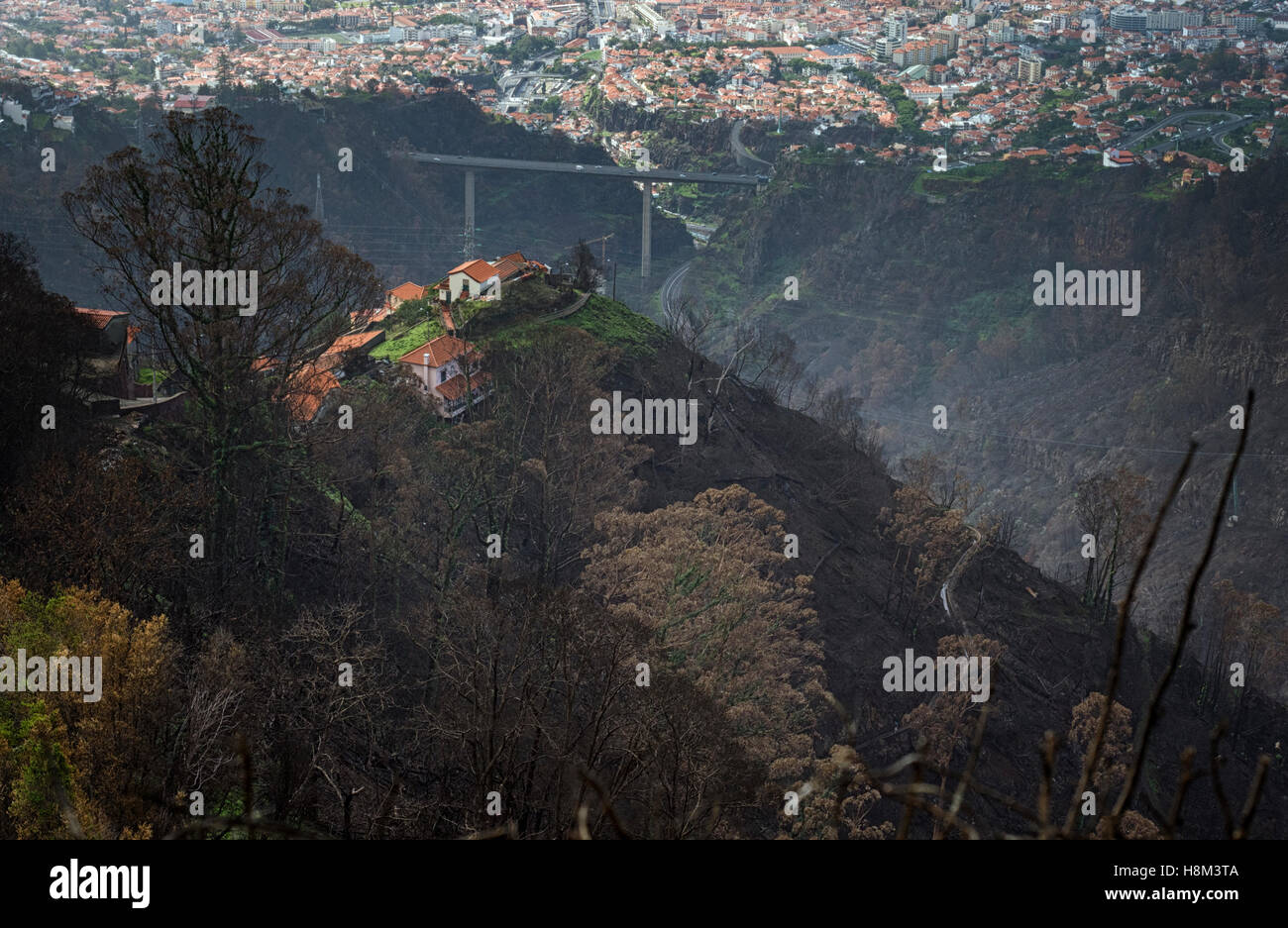 Untouched area among damage caused by devastating wildfires that swept ...