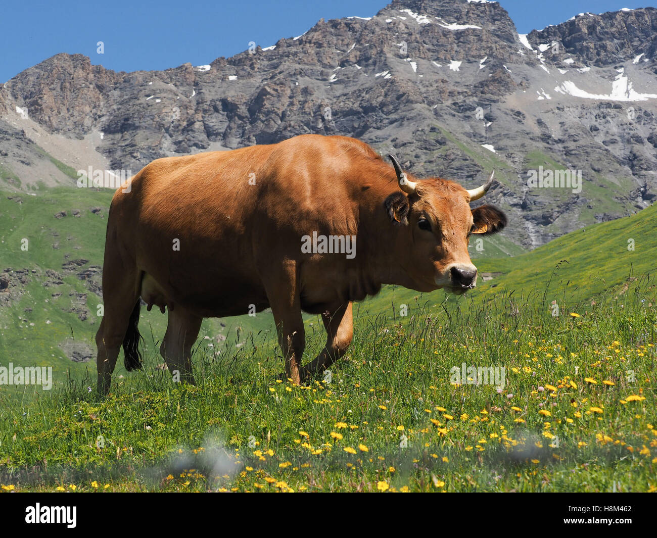 Black mountain cow hi-res stock photography and images - Alamy