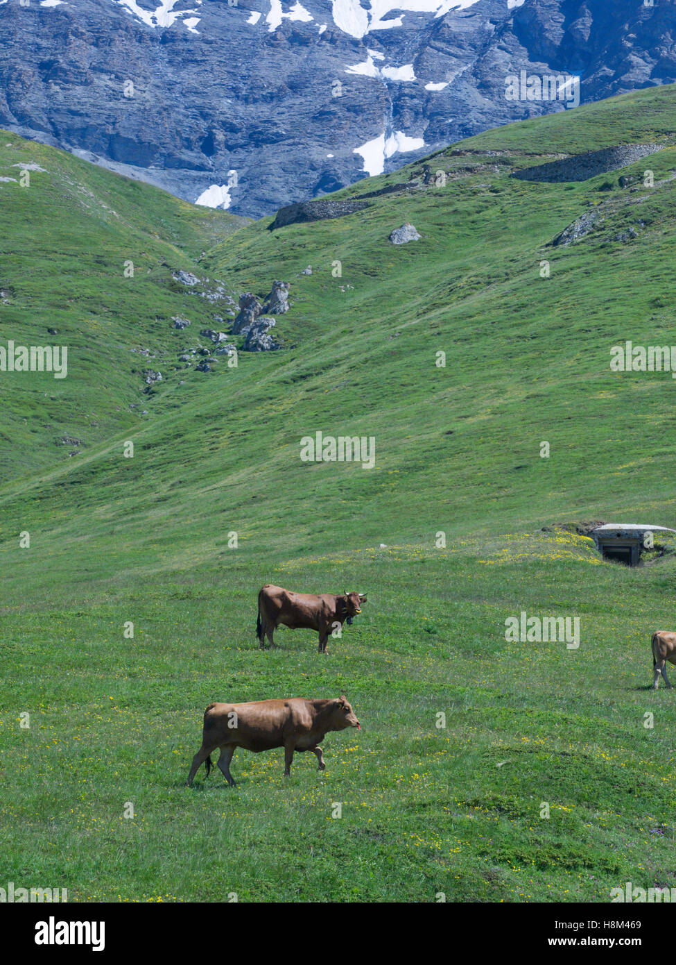 Grazing Farm Landscapes High Resolution Stock Photography and Images ...