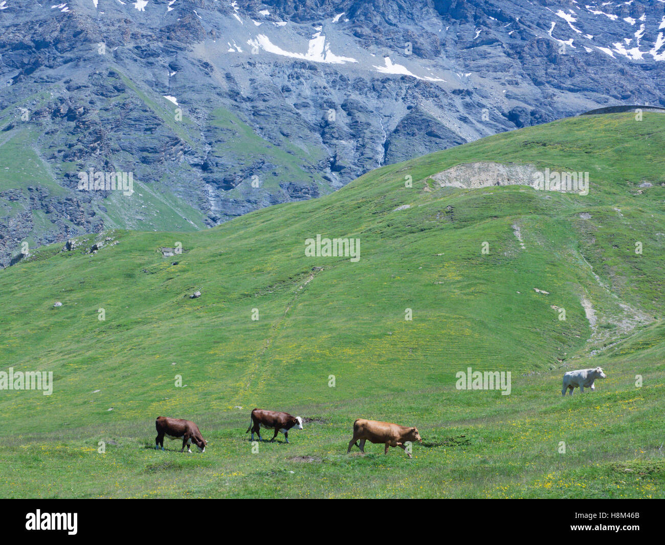 Grazing farm landscapes hi-res stock photography and images - Alamy