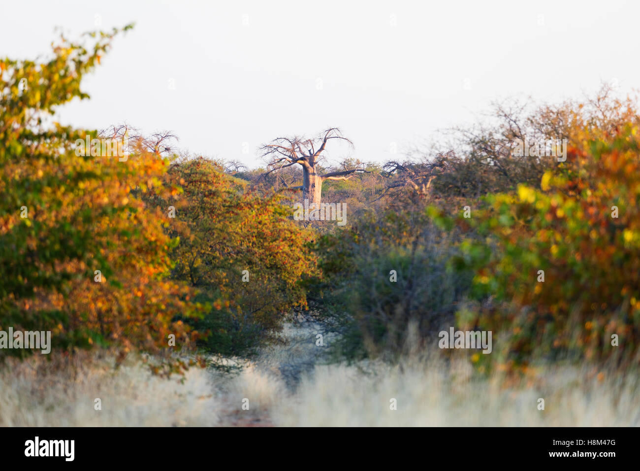 South Africa, Limpopo, Musina Nature Reserve, Baobab trees - Adansonia ...