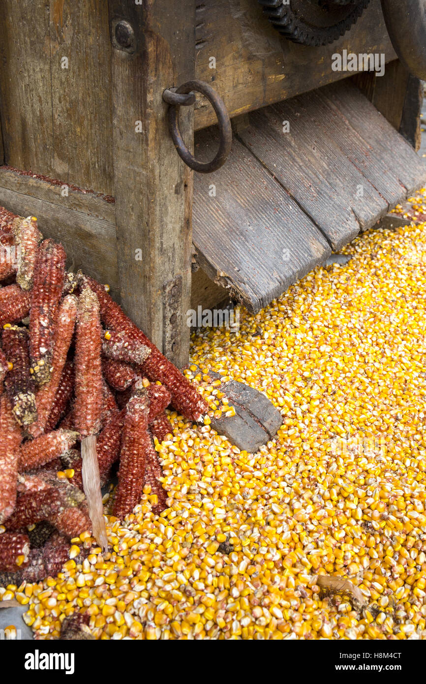 Freshly processed corn kernels with discarded cobs under a vintage ...