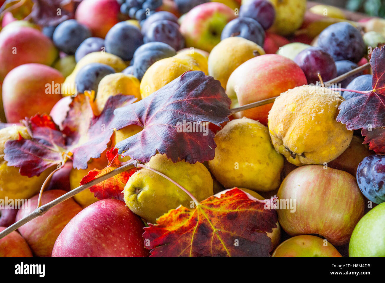 Autumn fruit. Pears, apple and grapes. Autumn harvest Stock Photo - Alamy