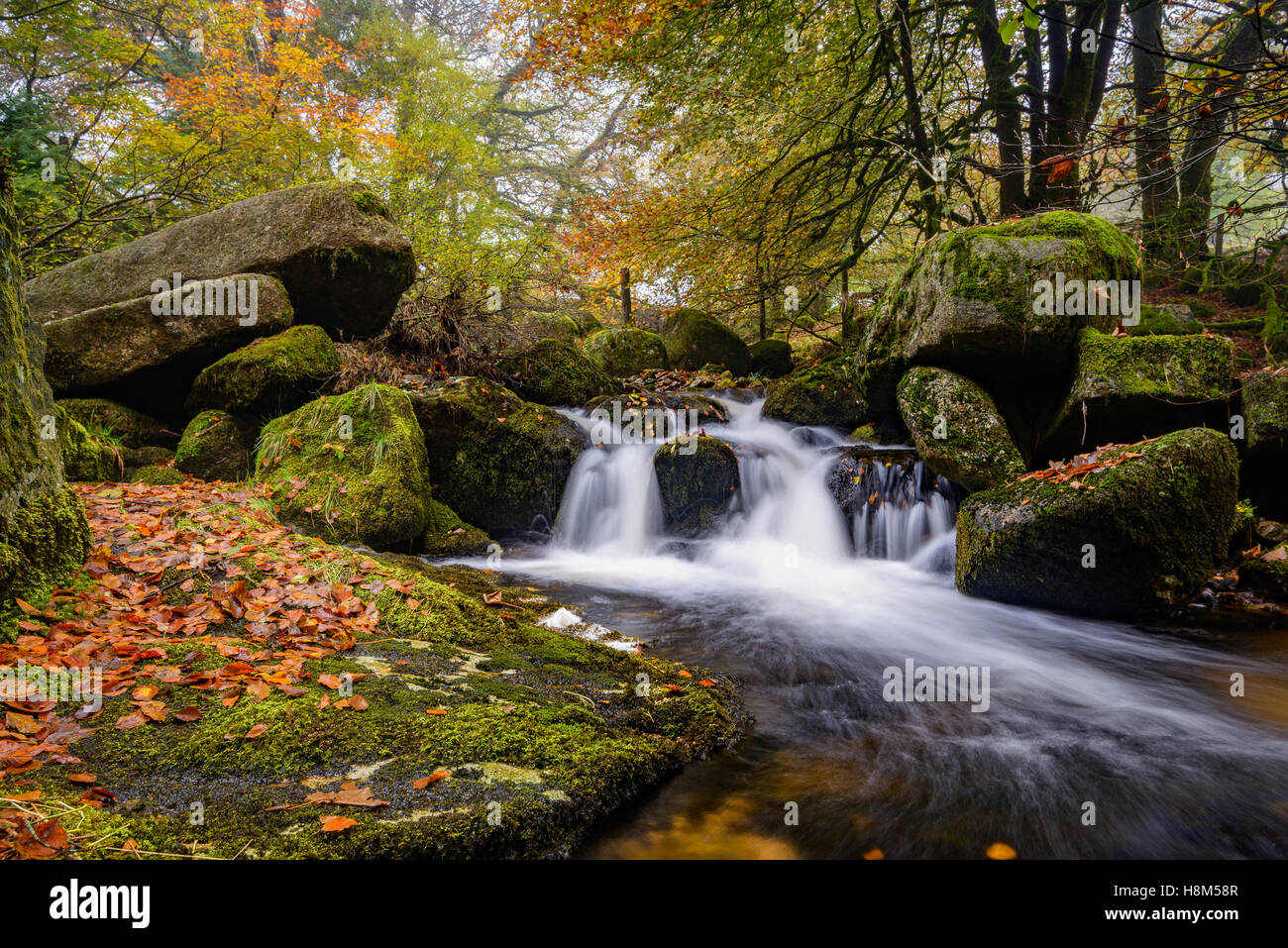 Moorland stream and waterfall in Autumn, Dartmoor, UK Stock Photo - Alamy