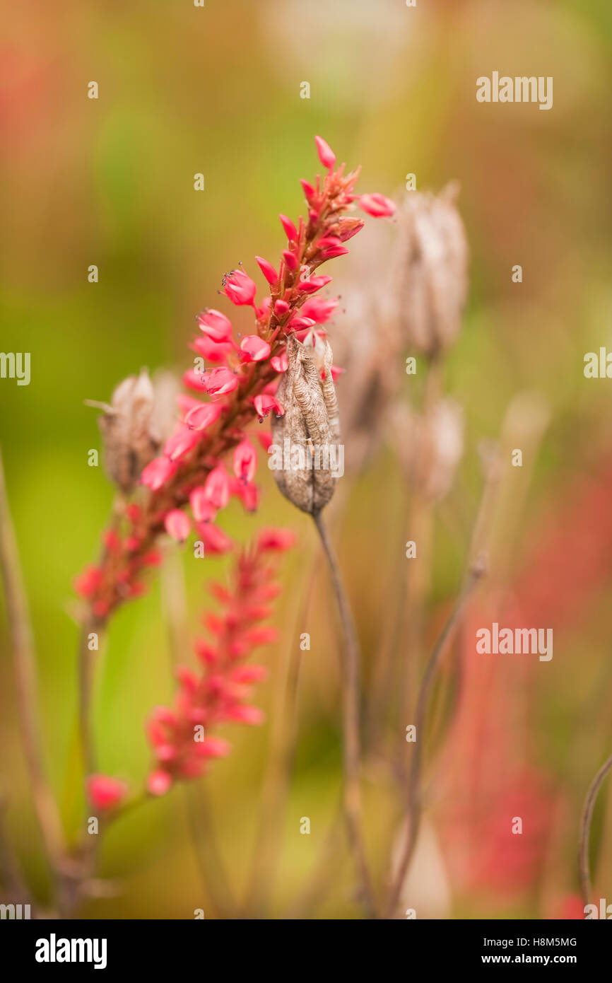 Persicaria amplexicaulis 'Firetail' with dried seedheads. Oudolf Field ...