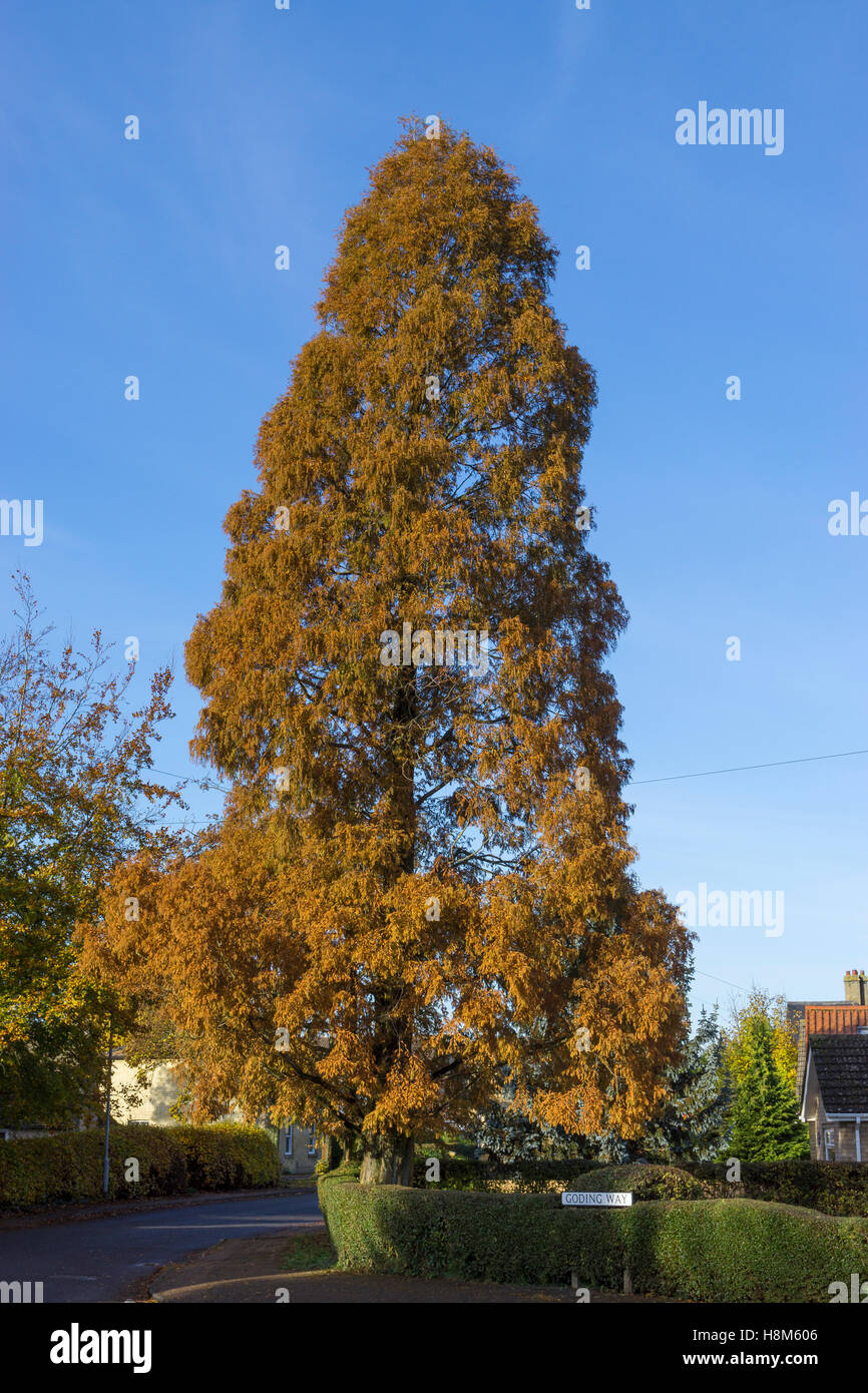 Swamp Cypress Taxodium distichum in autumn foliage Milton Cambridge ...