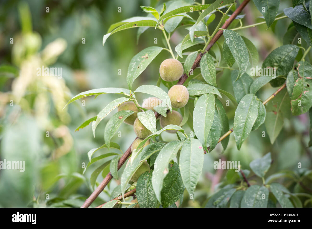 Beijing, China - Young peaches growing on trees on a farm near Beijing ...