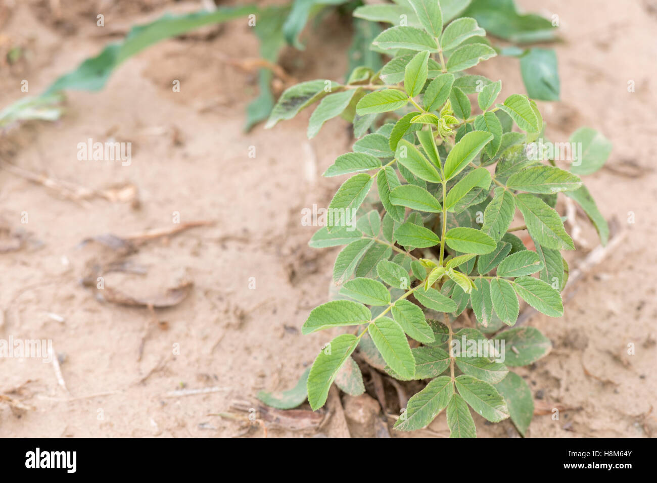 China rose plant hi-res stock photography and images - Alamy