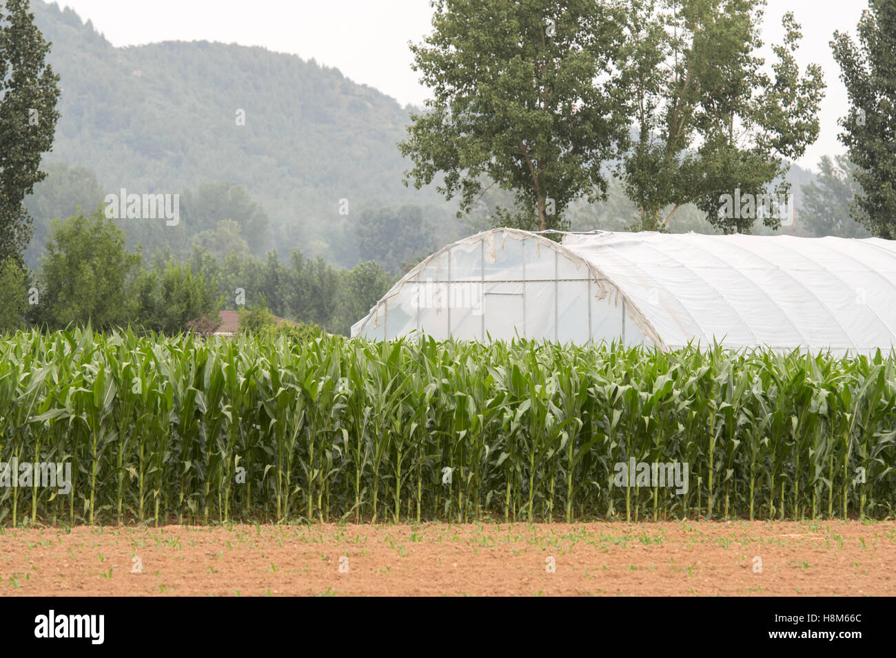 Farming farm greenhouse greenhouses hi-res stock photography and images - Alamy