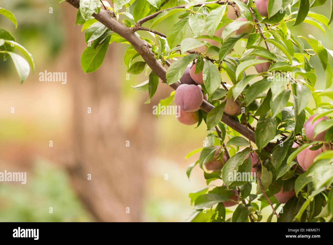 Beijing, China - Young peaches growing on trees on a farm near Beijing ...