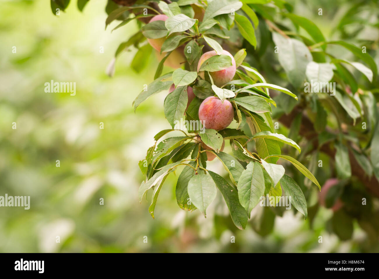 Young peaches hi-res stock photography and images - Alamy