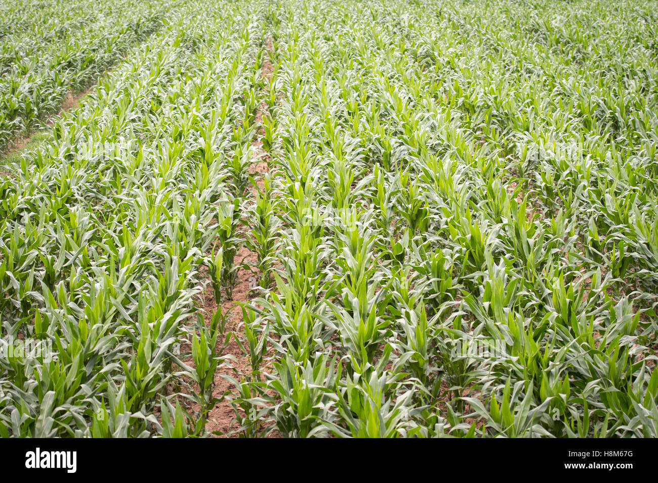 Corn crops farm hi-res stock photography and images - Alamy