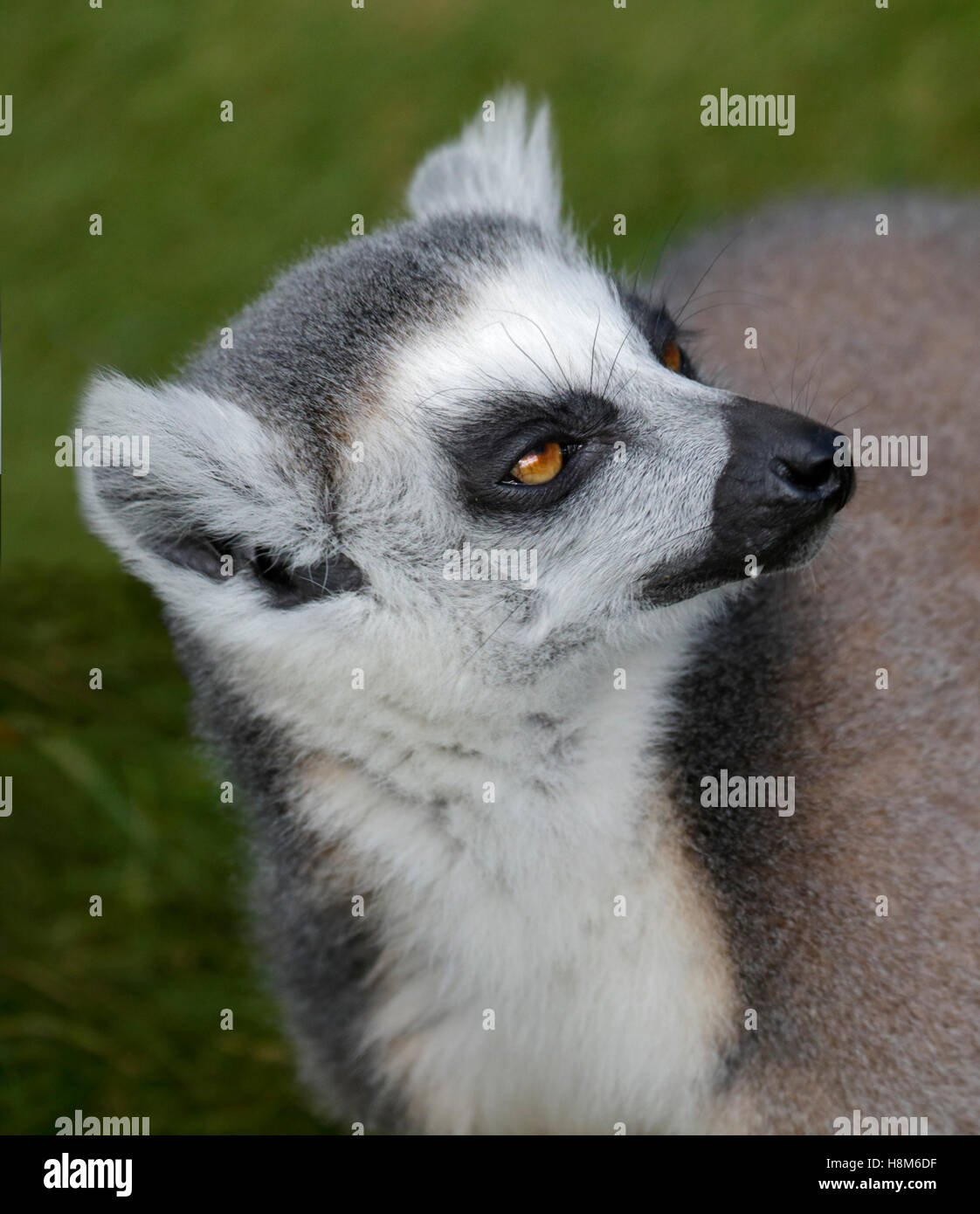 Ring Tailed Lemur (lemur catta Stock Photo - Alamy