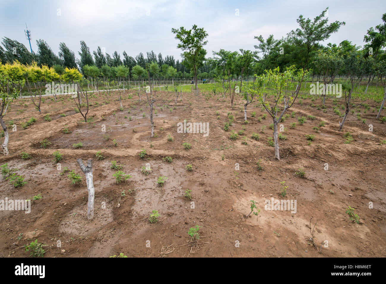 Beijing, China - Young crops growing in a field on a farm near Beijing ...