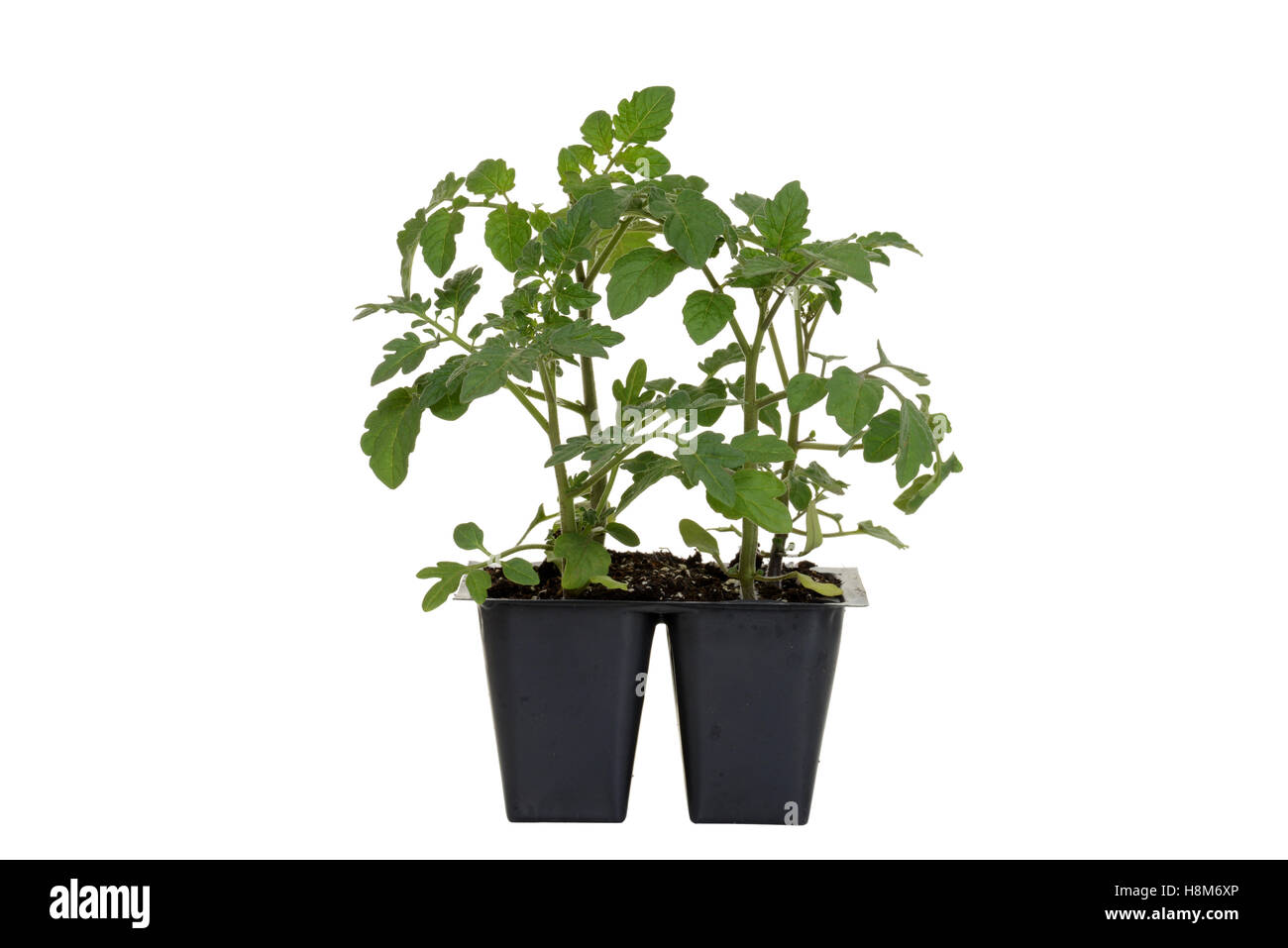 Red plant growing in Cut Out Stock Images & Pictures - Alamy