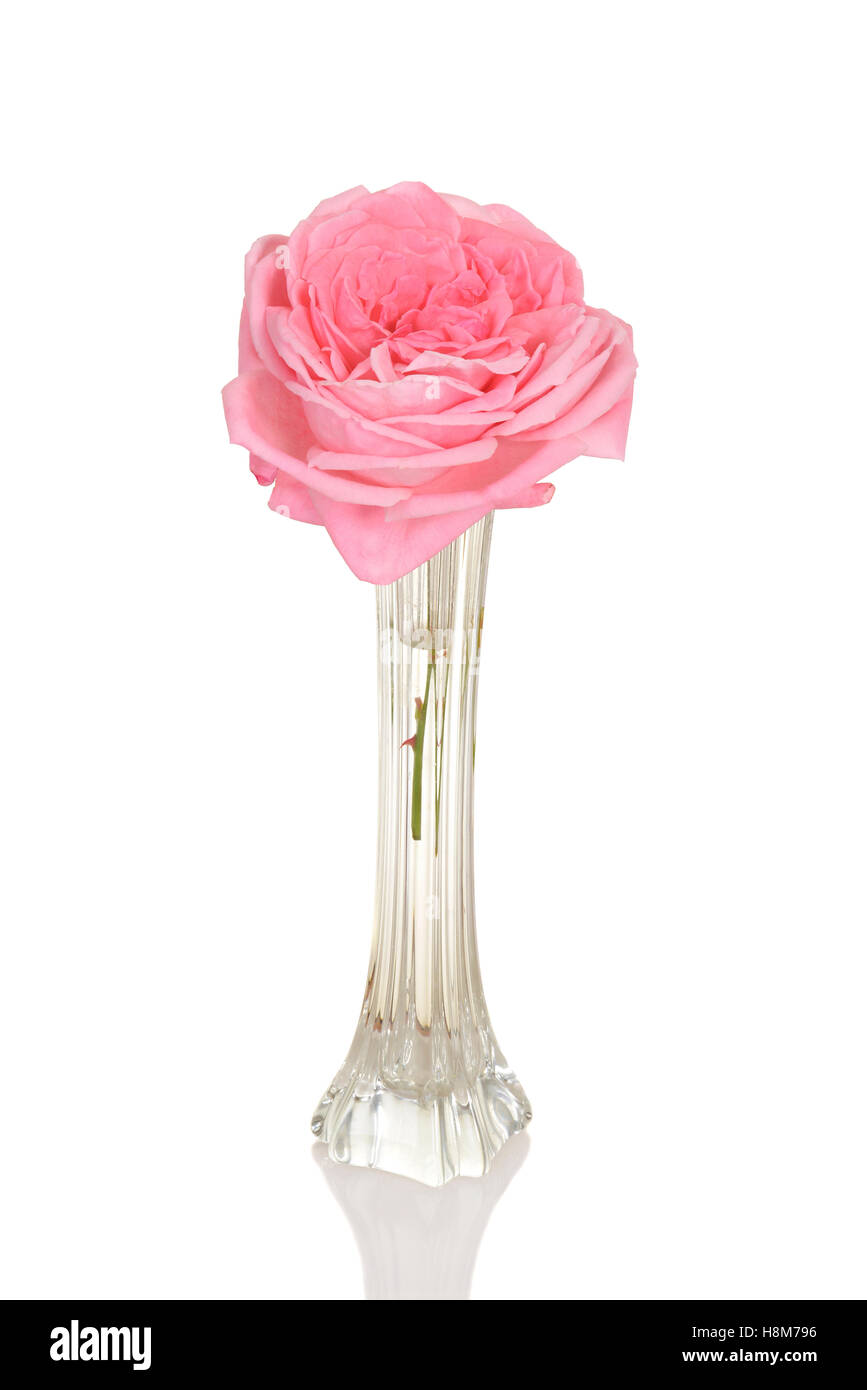 pink rose in bud vase Stock Photo - Alamy