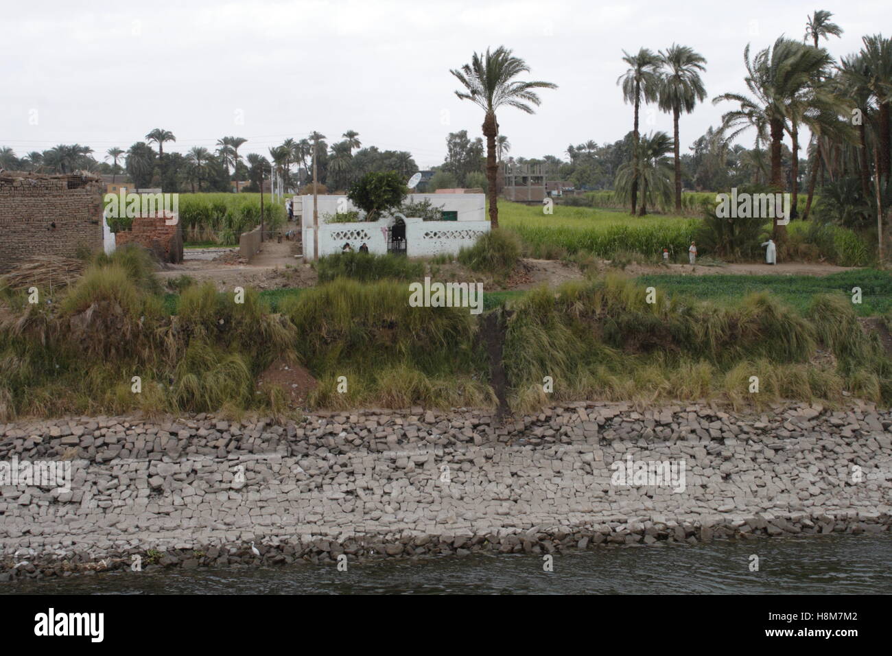 Houses on The river Nile Bank with Palm Trees Stock Photo - Alamy