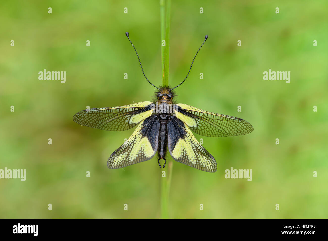 Libelloides High Resolution Stock Photography and Images - Alamy