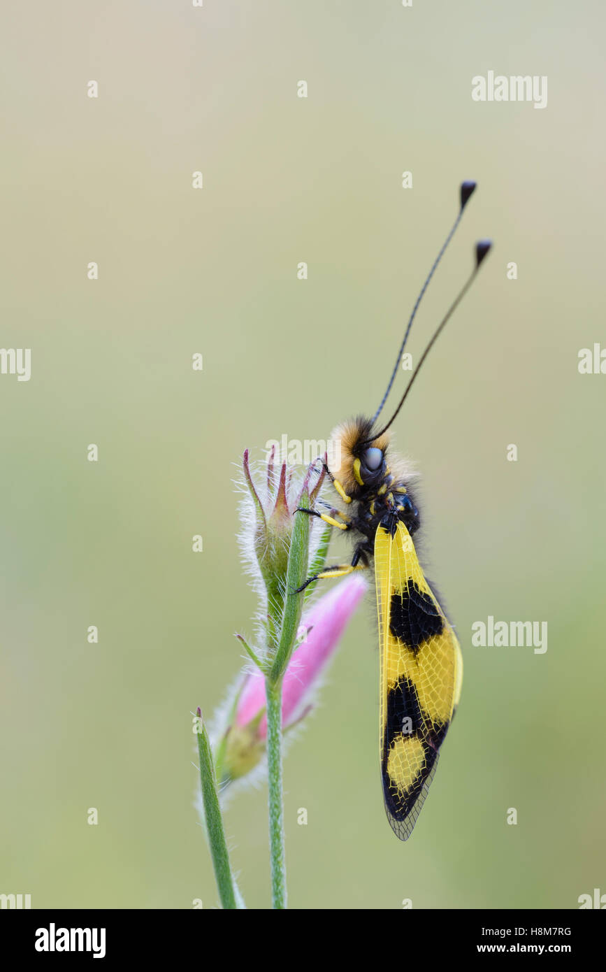 Oestliches Schmetterlingshaft, Libelloides macaronius, Ascalaphid ...