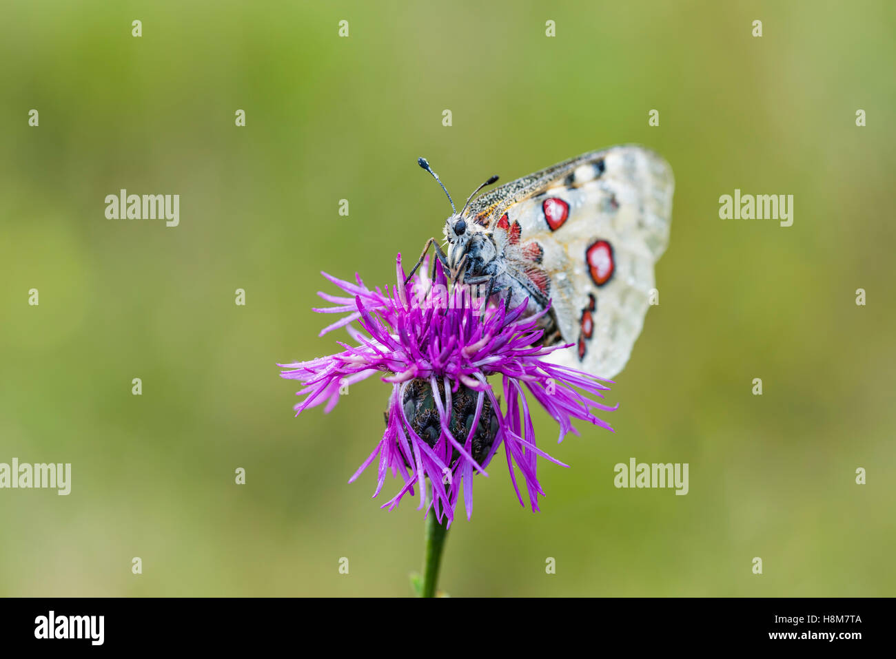 Roter Apollofalter Weibchen, Parnassius apollo lithographicus, Female ...