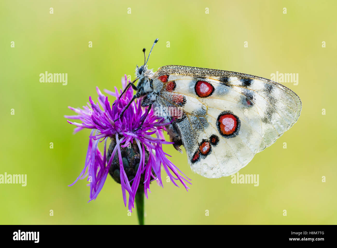 Roter Apollofalter Weibchen, Parnassius apollo lithographicus, Female ...