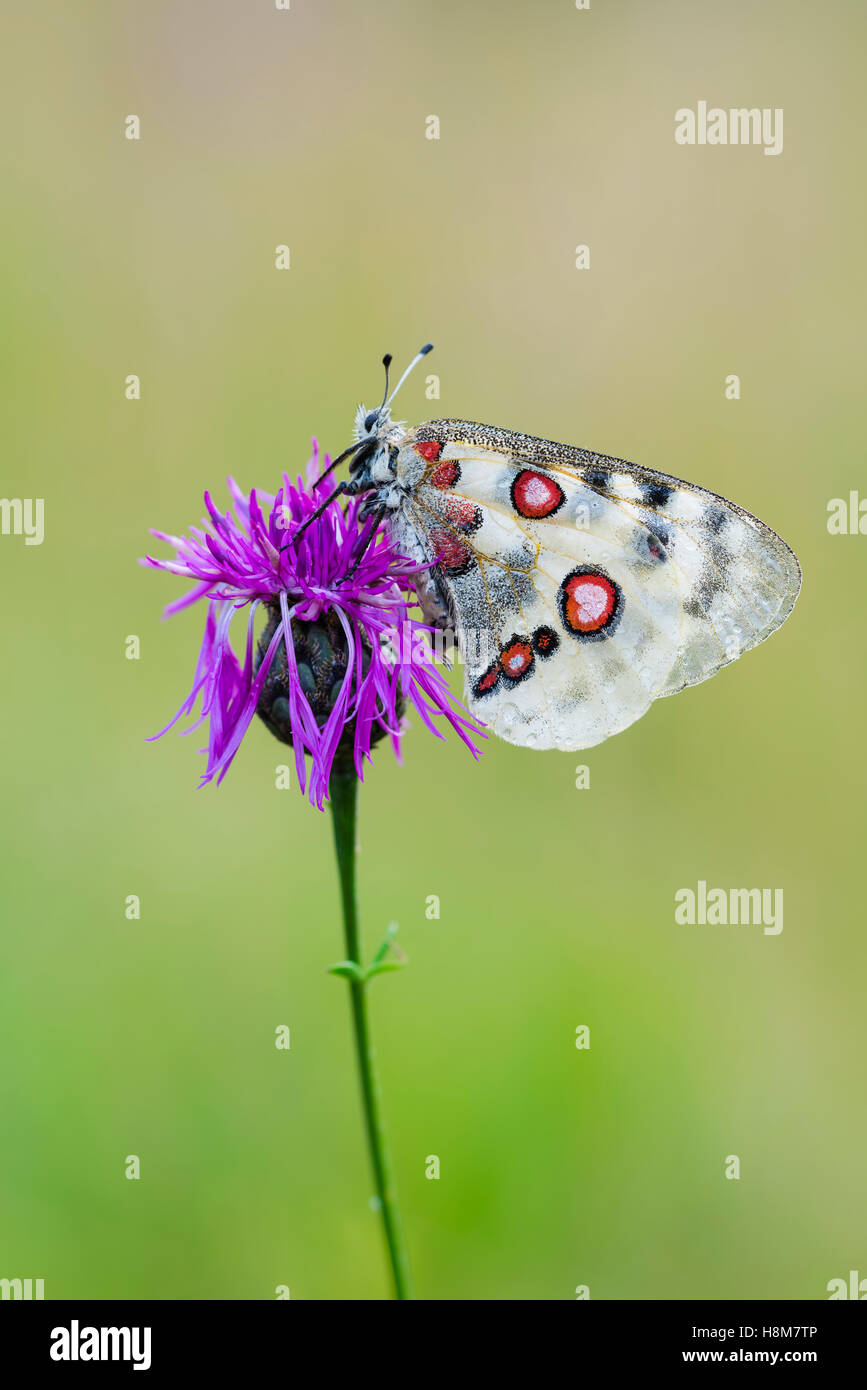 Roter Apollofalter Weibchen, Parnassius apollo lithographicus, Female ...