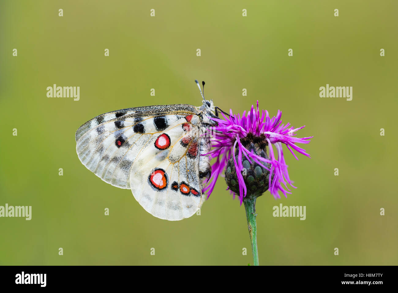 Roter Apollofalter Weibchen, Parnassius apollo lithographicus, Female ...