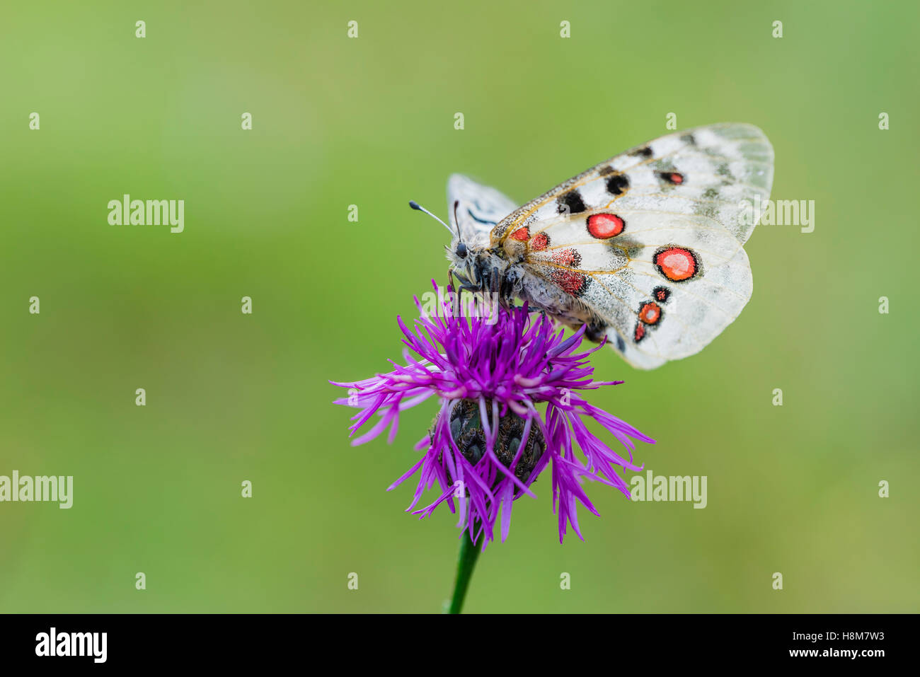 Roter Apollofalter Weibchen, Parnassius apollo lithographicus, Female ...