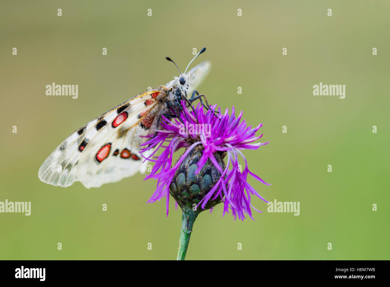 Roter Apollofalter Weibchen, Parnassius apollo lithographicus, Female ...