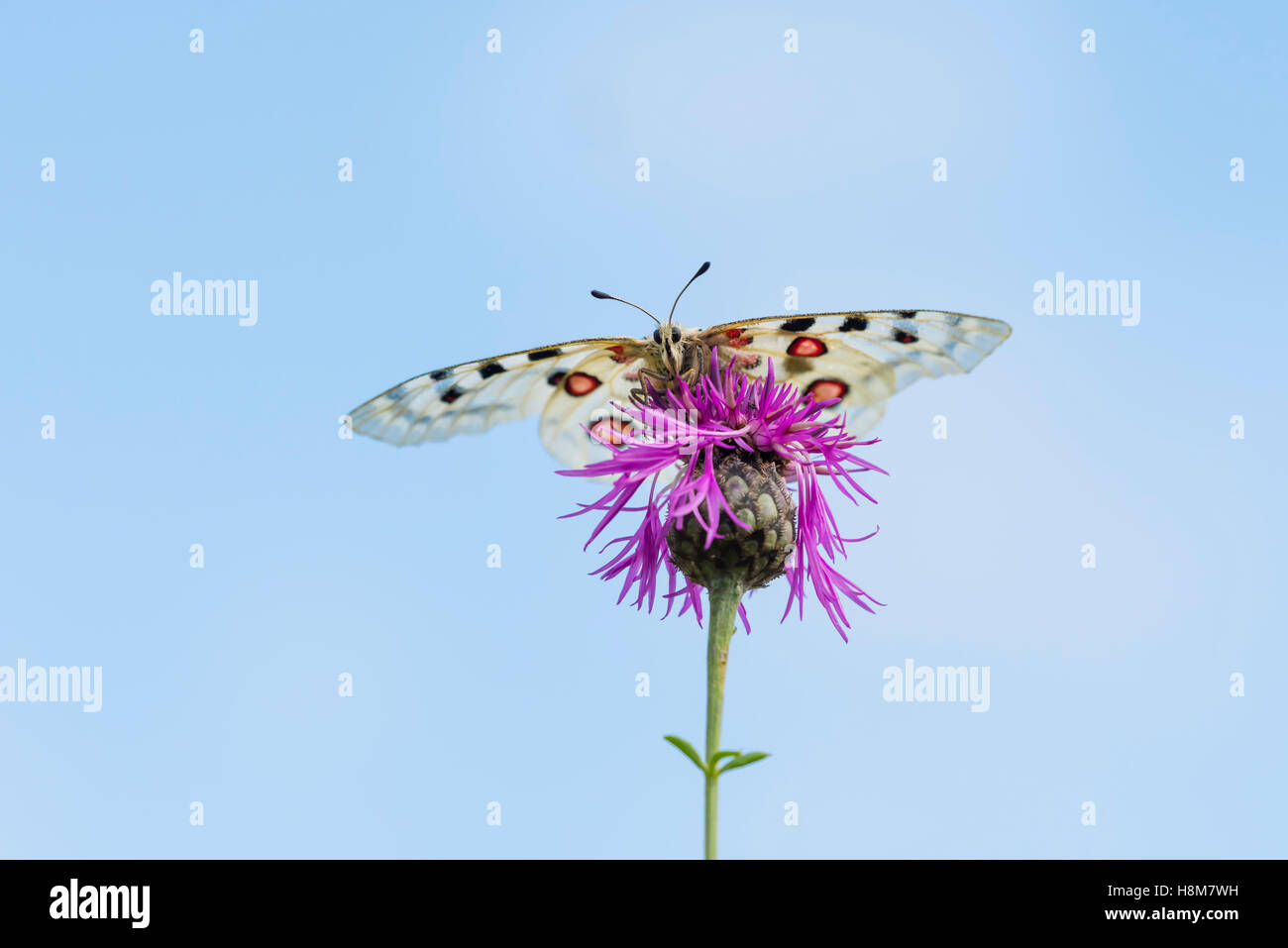 Roter Apollofalter Weibchen, Parnassius apollo lithographicus, Female ...