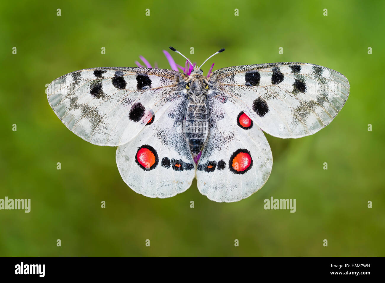 Roter Apollofalter Weibchen, Parnassius apollo lithographicus, Female ...