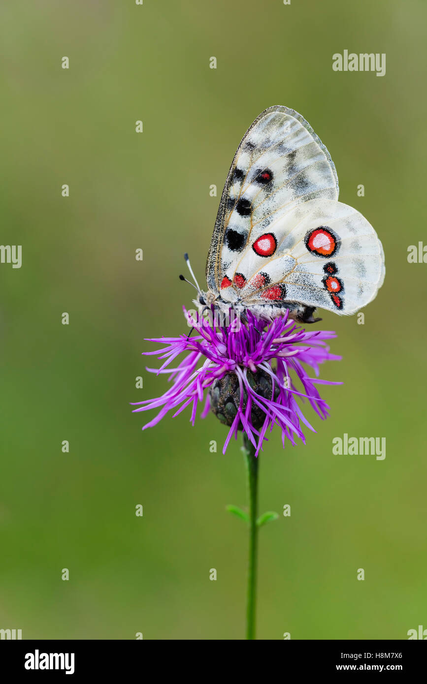 Roter Apollofalter Weibchen, Parnassius apollo lithographicus, Female ...