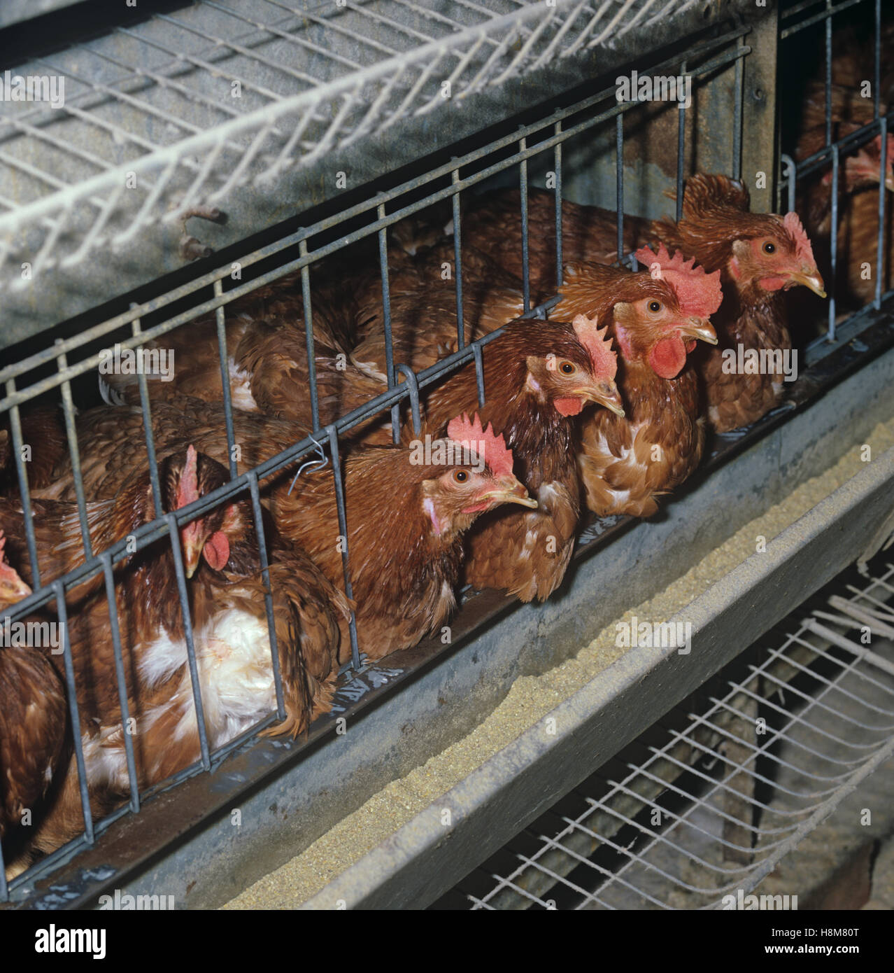 Chicken Cages Stock Photos & Chicken Cages Stock Images - Alamy