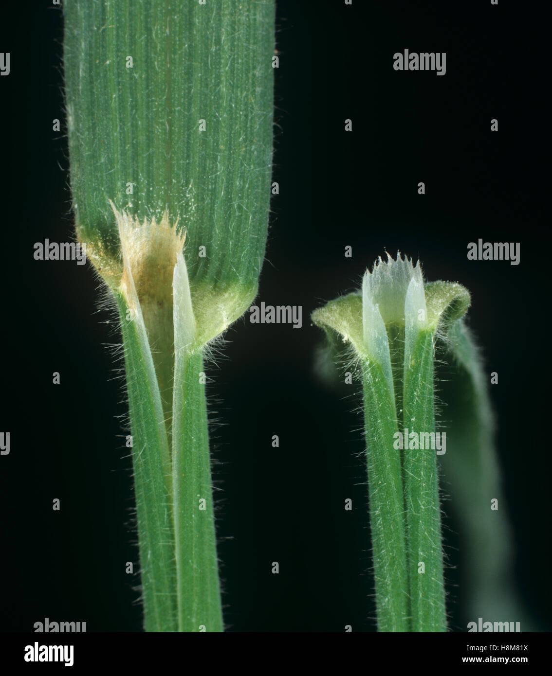 Yorkshire fog, Holcus lanatus, , leaf ligule at the node and leafstalk ...