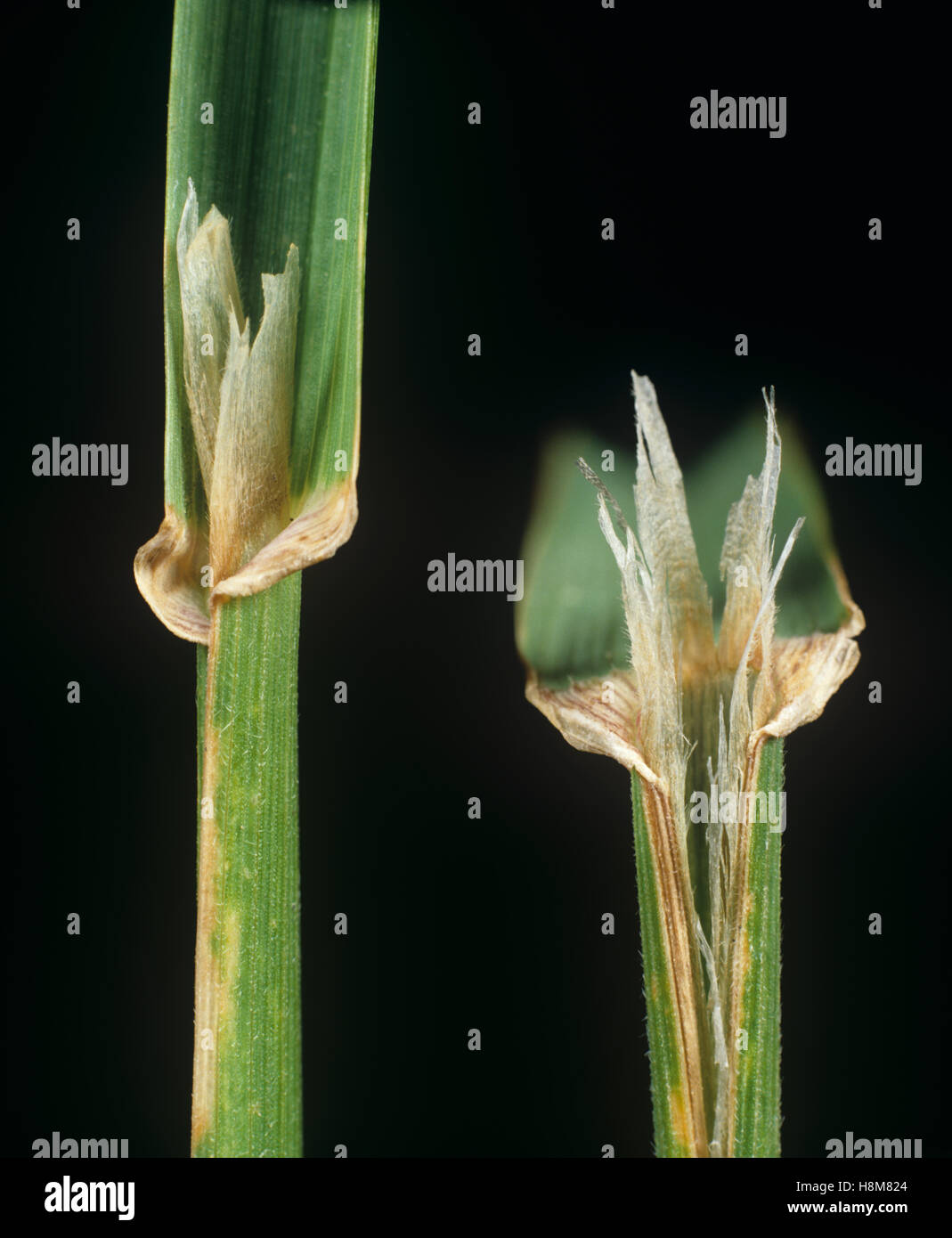 Cocksfoot, Dactylis glomerata, leaf ligule at the node and leafstalk of ...